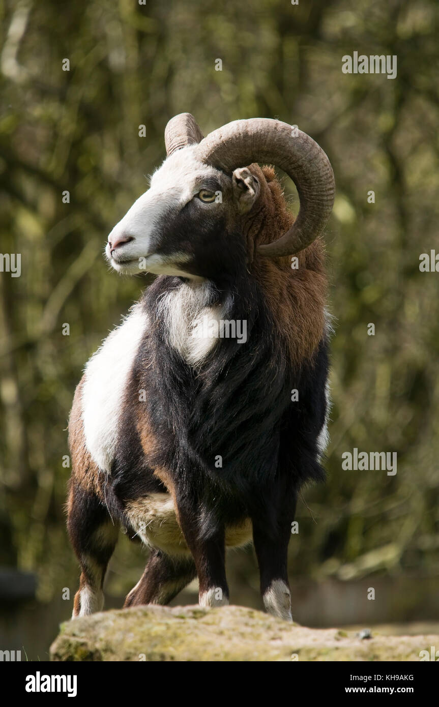 Mouflon sheep hi-res stock photography and images - Alamy