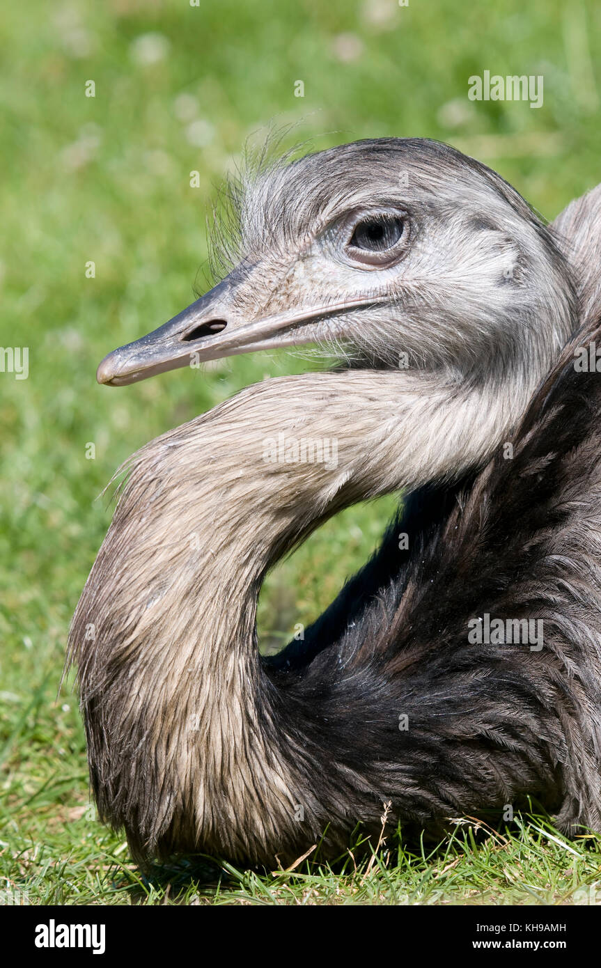 Struthio rhea hi-res stock photography and images - Alamy