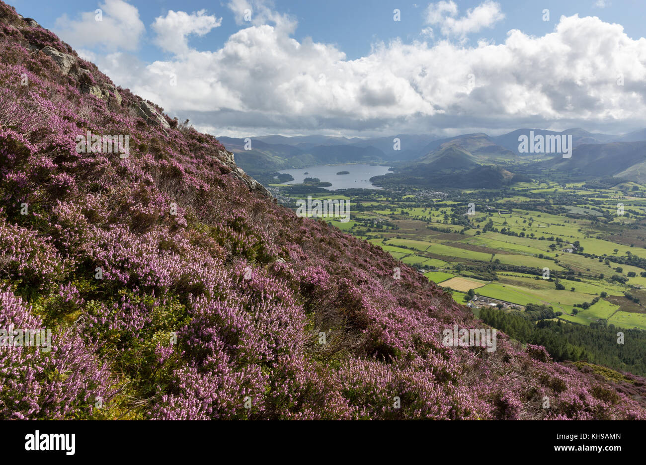 Lake District Heather, Skiddaw Range Near Keswick Stock Photo - Alamy