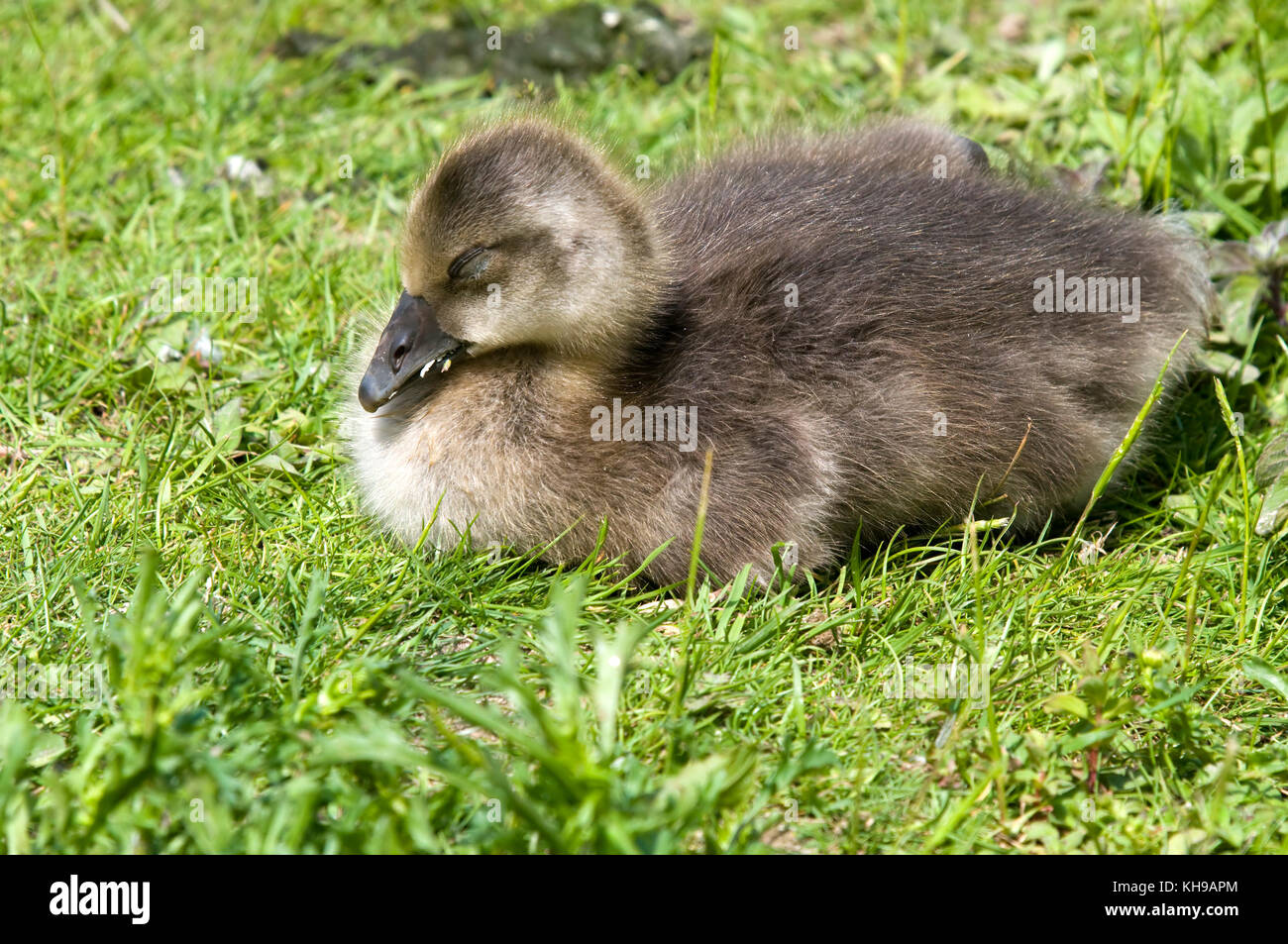 Goose Chick High Resolution Stock Photography and Images - Alamy