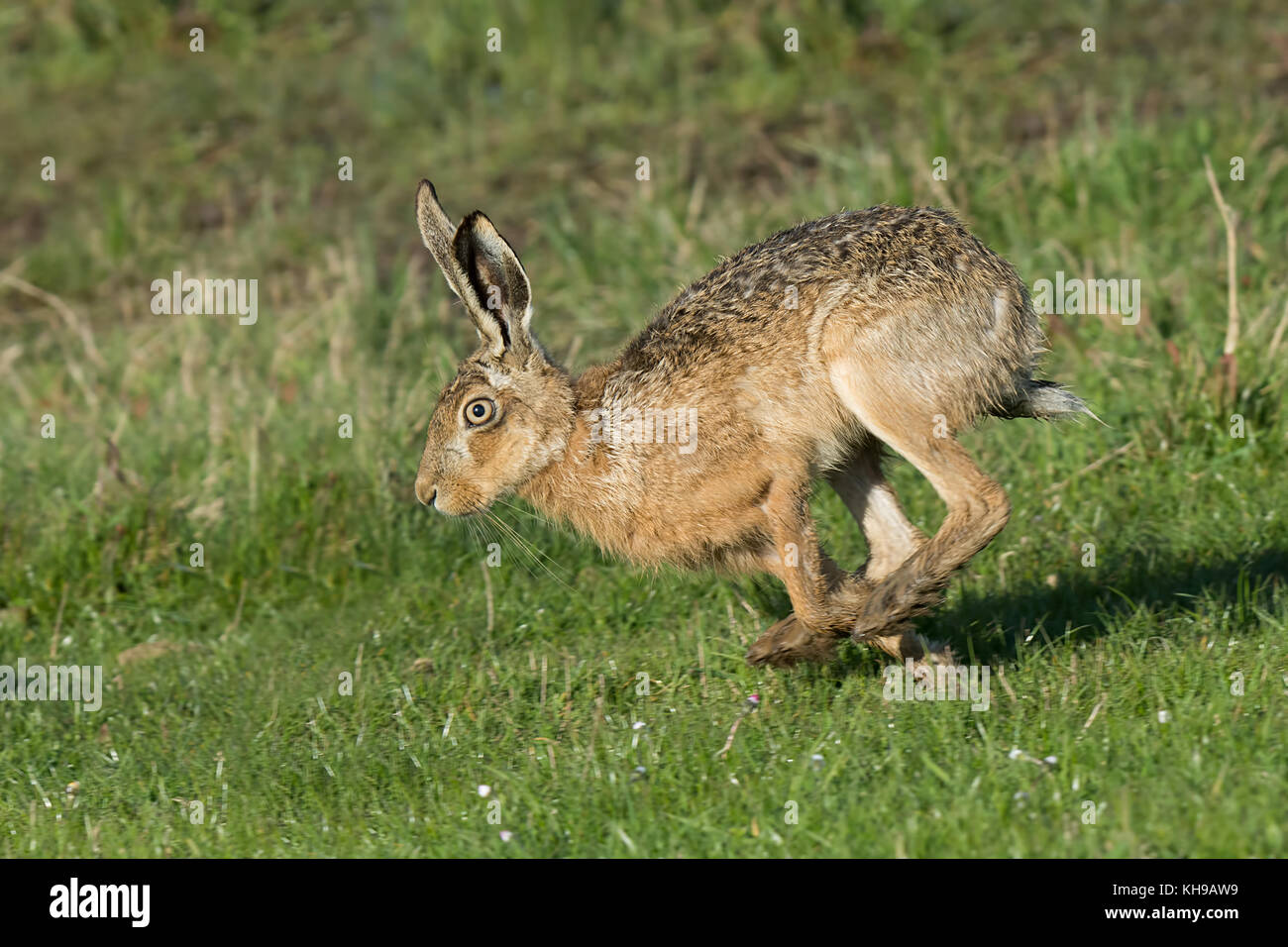 Hare Images High Resolution Stock Photography and Images - Alamy