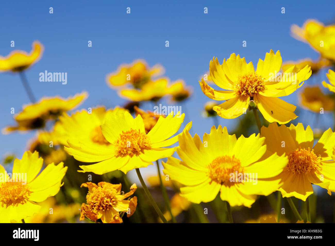 Namakwaland hi-res stock photography and images - Alamy