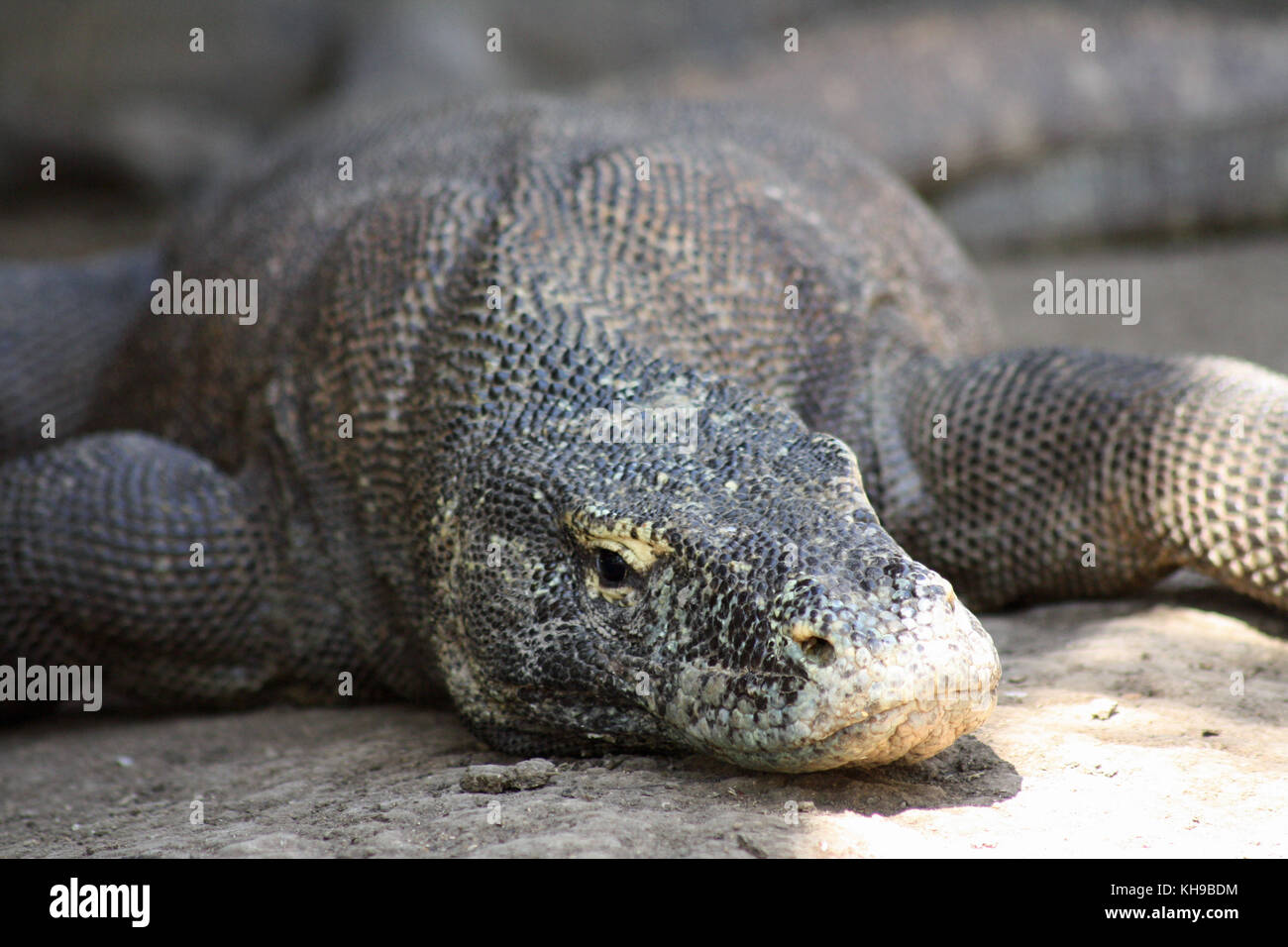 Poisonous lizards hi-res stock photography and images - Alamy