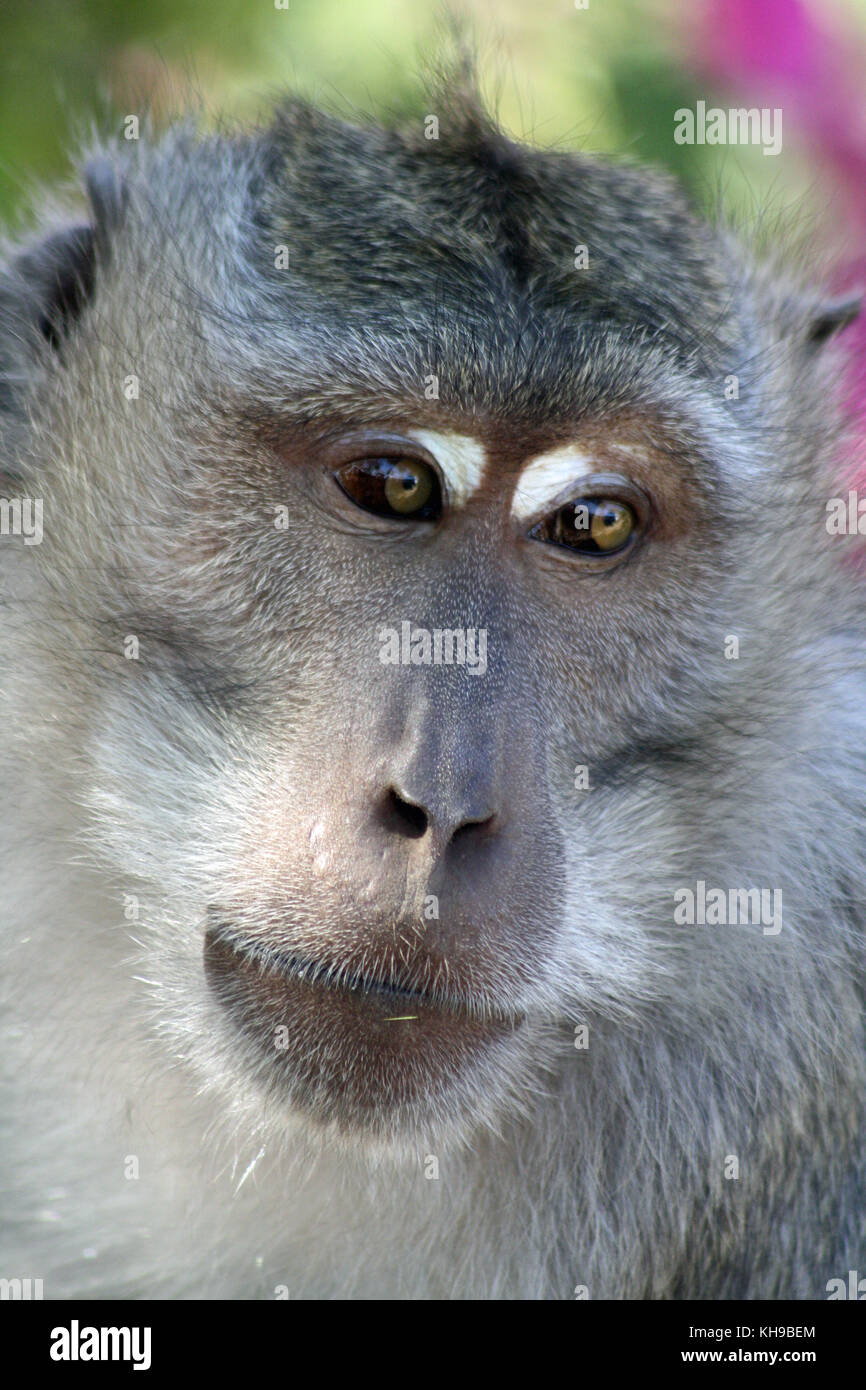Temple Macaques, Bali, Indonesia Stock Photo - Alamy