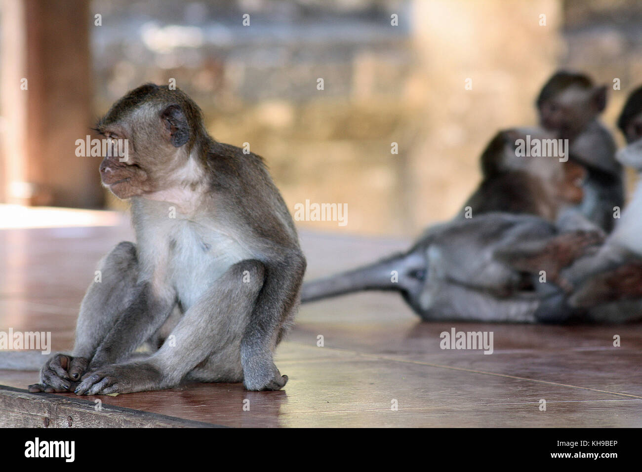 Temple Macaques, Bali, Indonesia Stock Photo - Alamy
