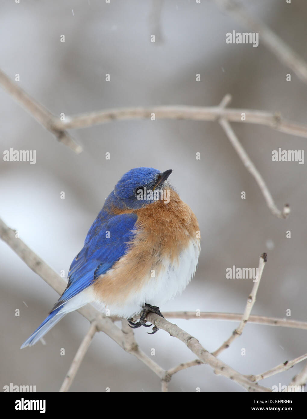 Eastern bluebird, Sialia sialis, perched on a tree branch Stock Photo ...