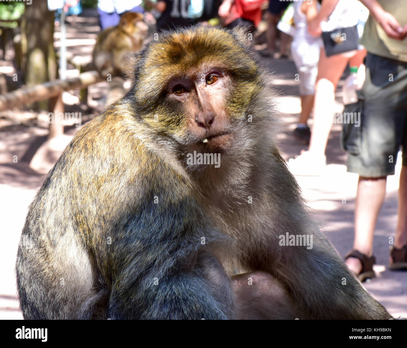 Macaque and natural light hi-res stock photography and images - Alamy