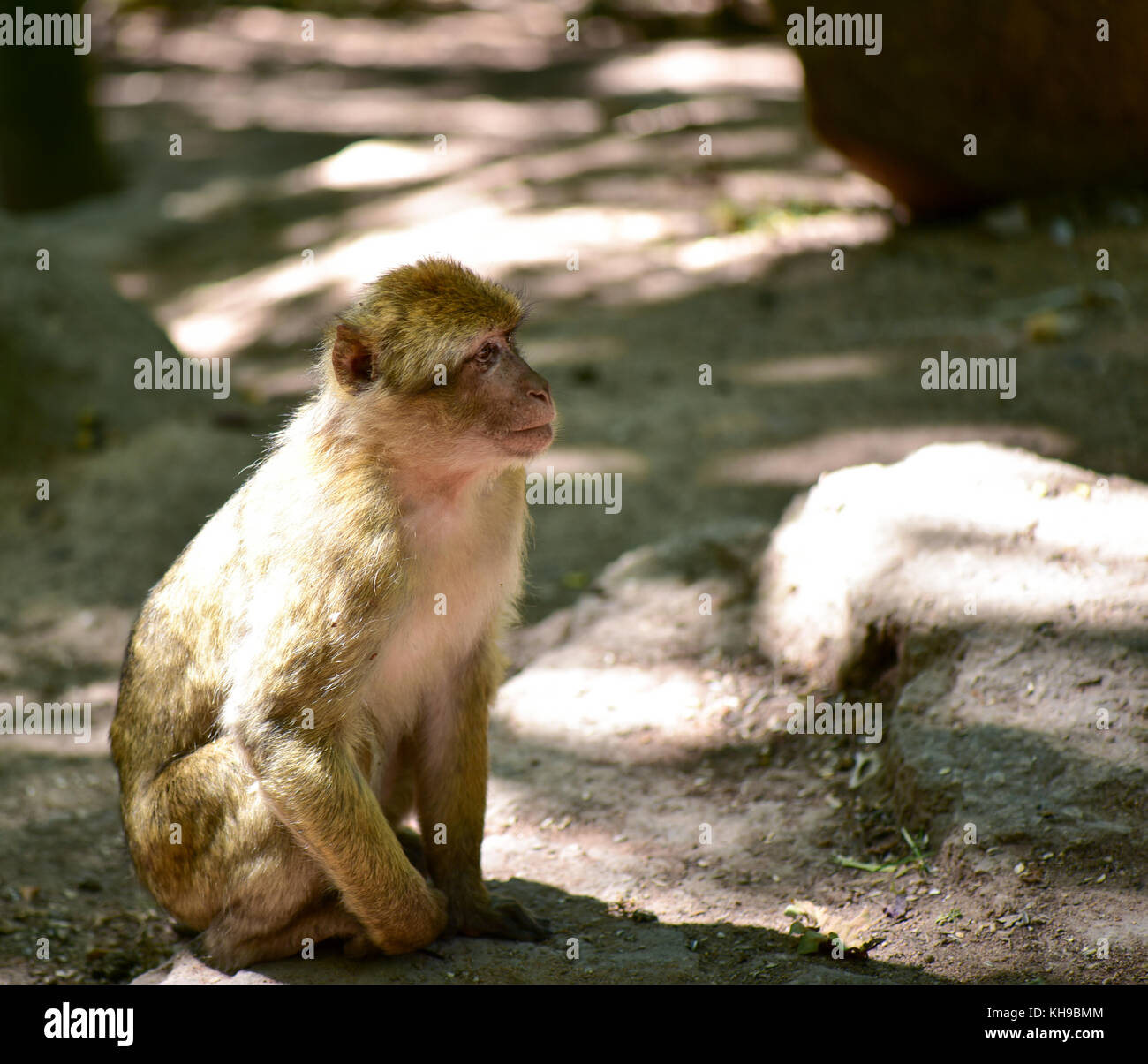 Macaque predator hi-res stock photography and images - Alamy