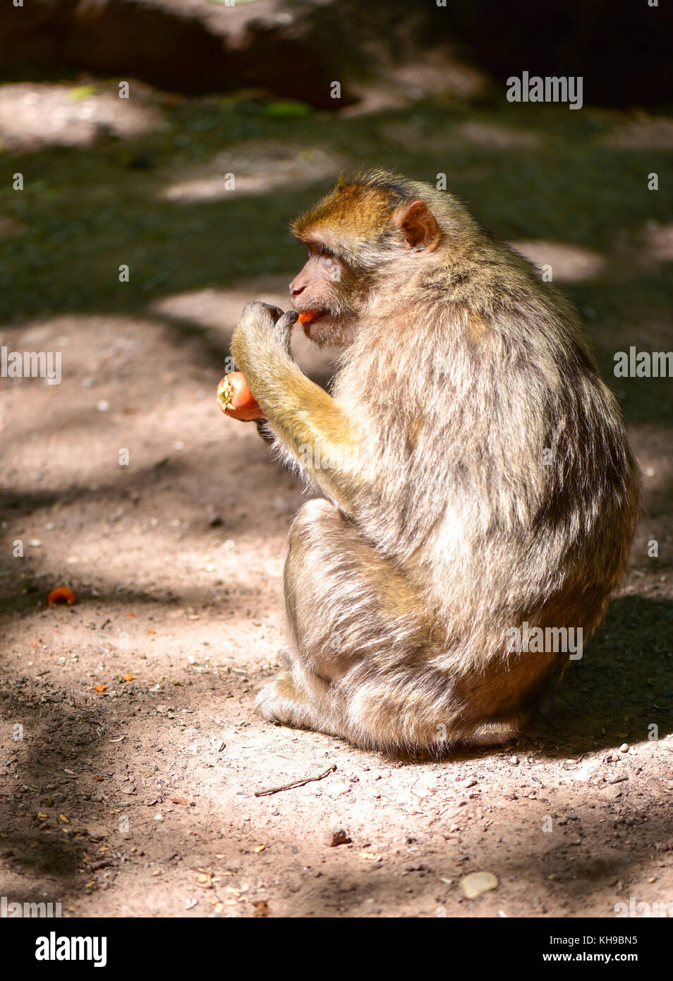 Macaque predator hi-res stock photography and images - Alamy