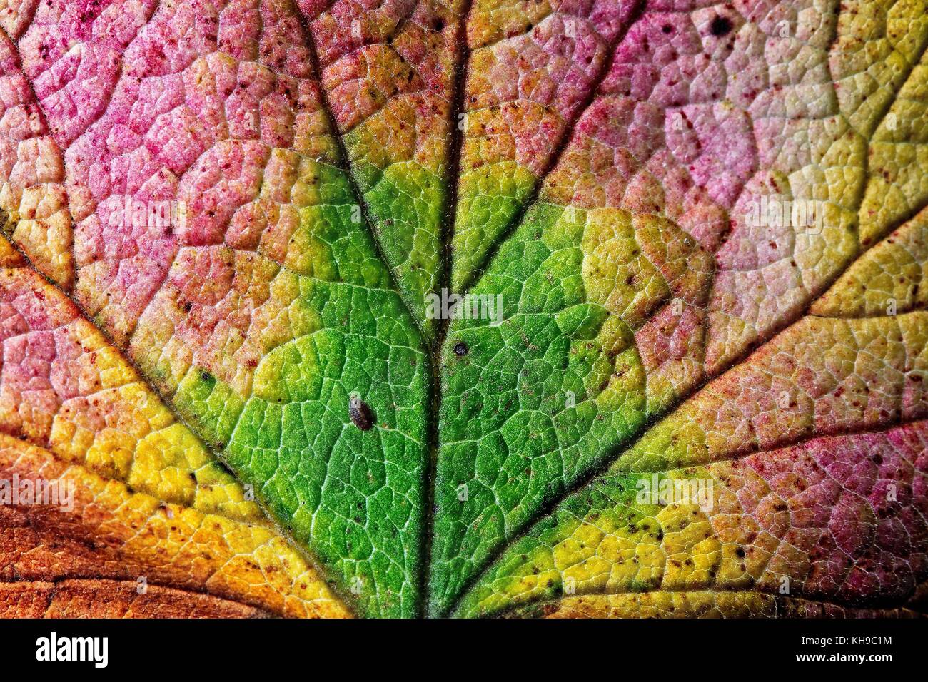Single Autumn leaf showing many bright colours Stock Photo - Alamy