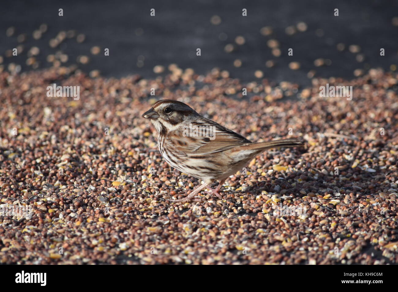 Bird with food Stock Photo - Alamy