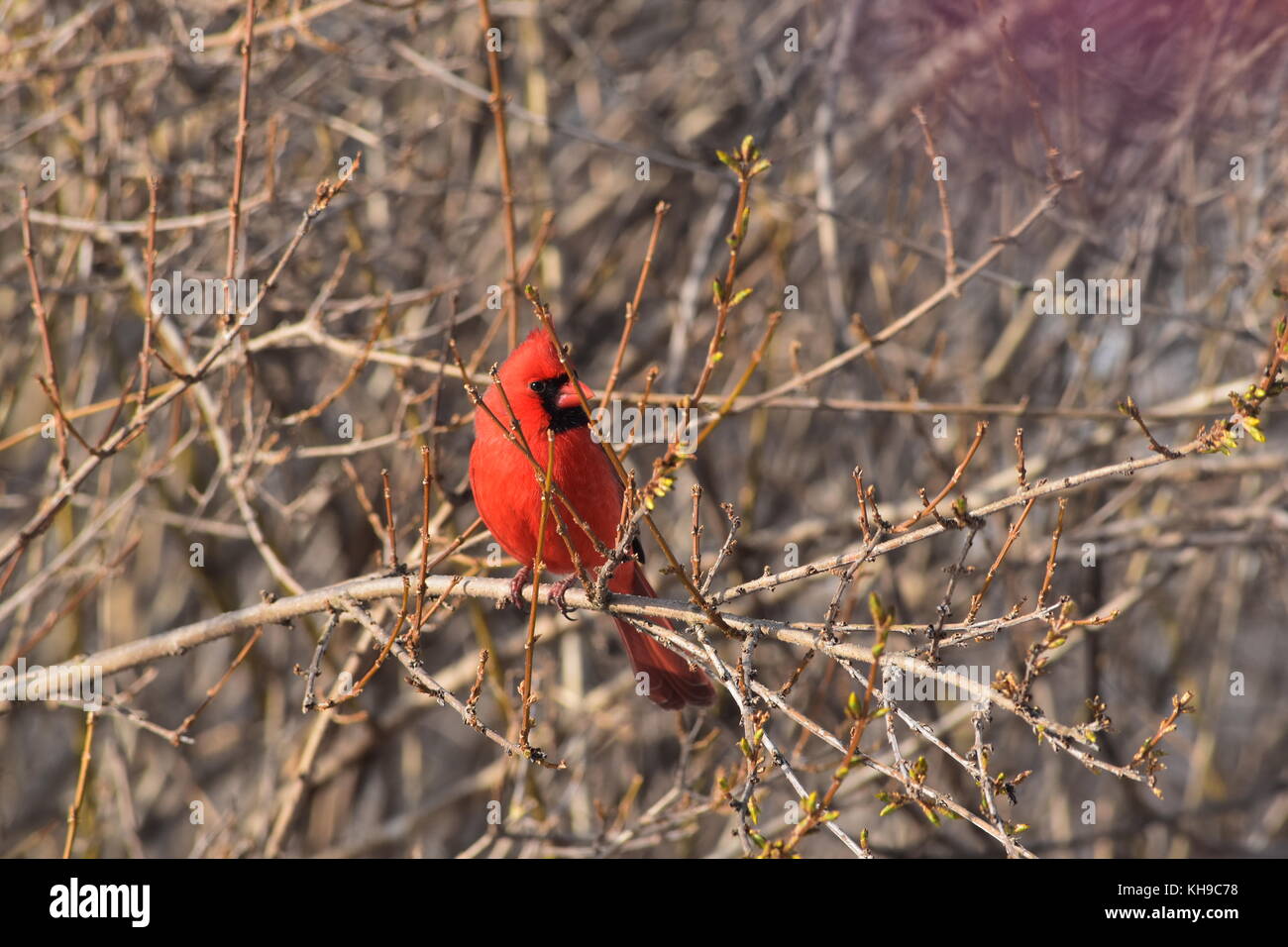 Cardinal in tree hi-res stock photography and images - Alamy