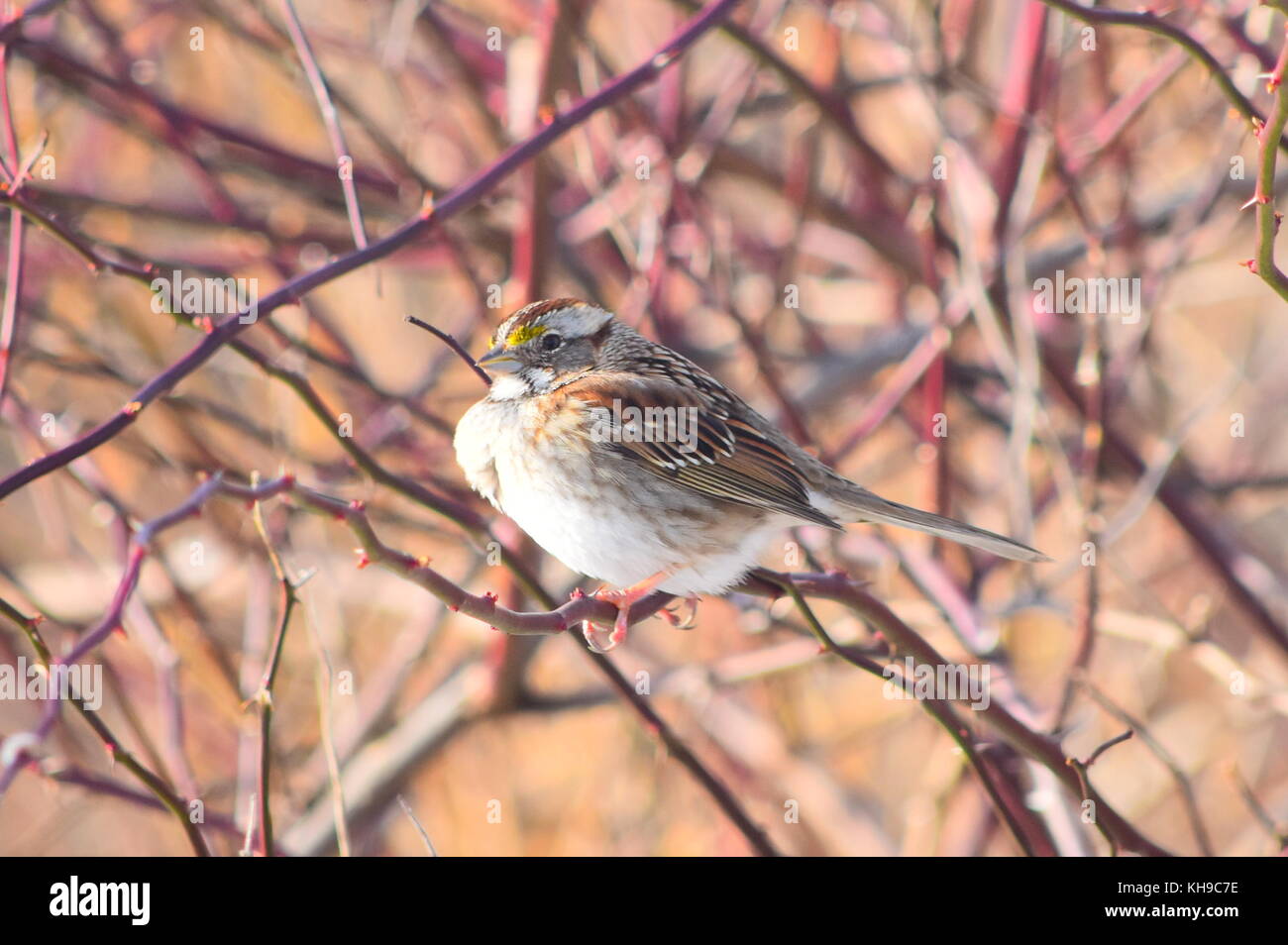 Beautiful avian bird hi-res stock photography and images - Alamy