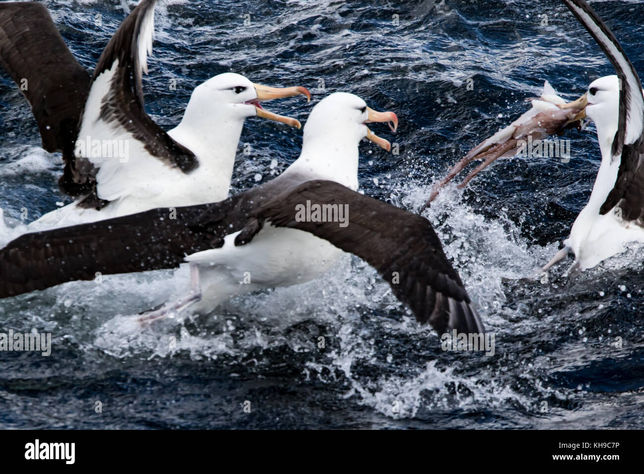 Black-browed albatross fighting over squid in the Magellan Strait of ...