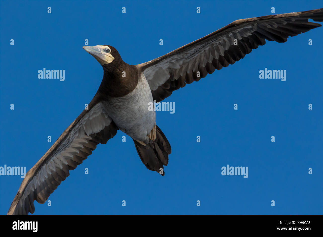 National Geographic Birds Flying