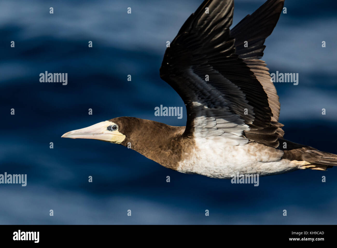 Brown booby bird flying alongside the expedition ship the National ...
