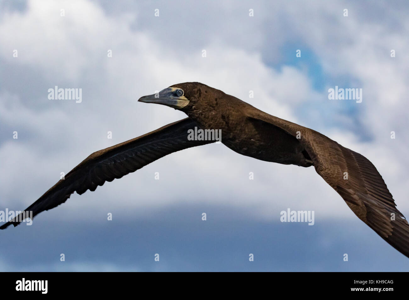 Brown booby bird flying alongside the expedition ship the National ...