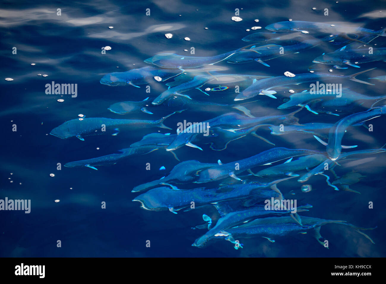 School of killer whales hi-res stock photography and images - Alamy