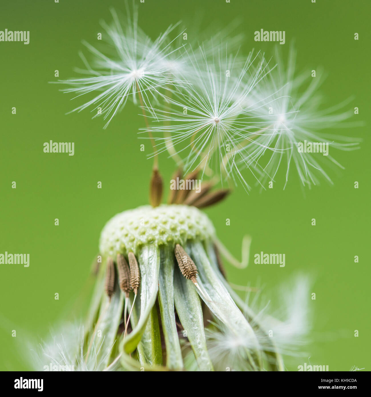 Dandelion stem hi-res stock photography and images - Alamy