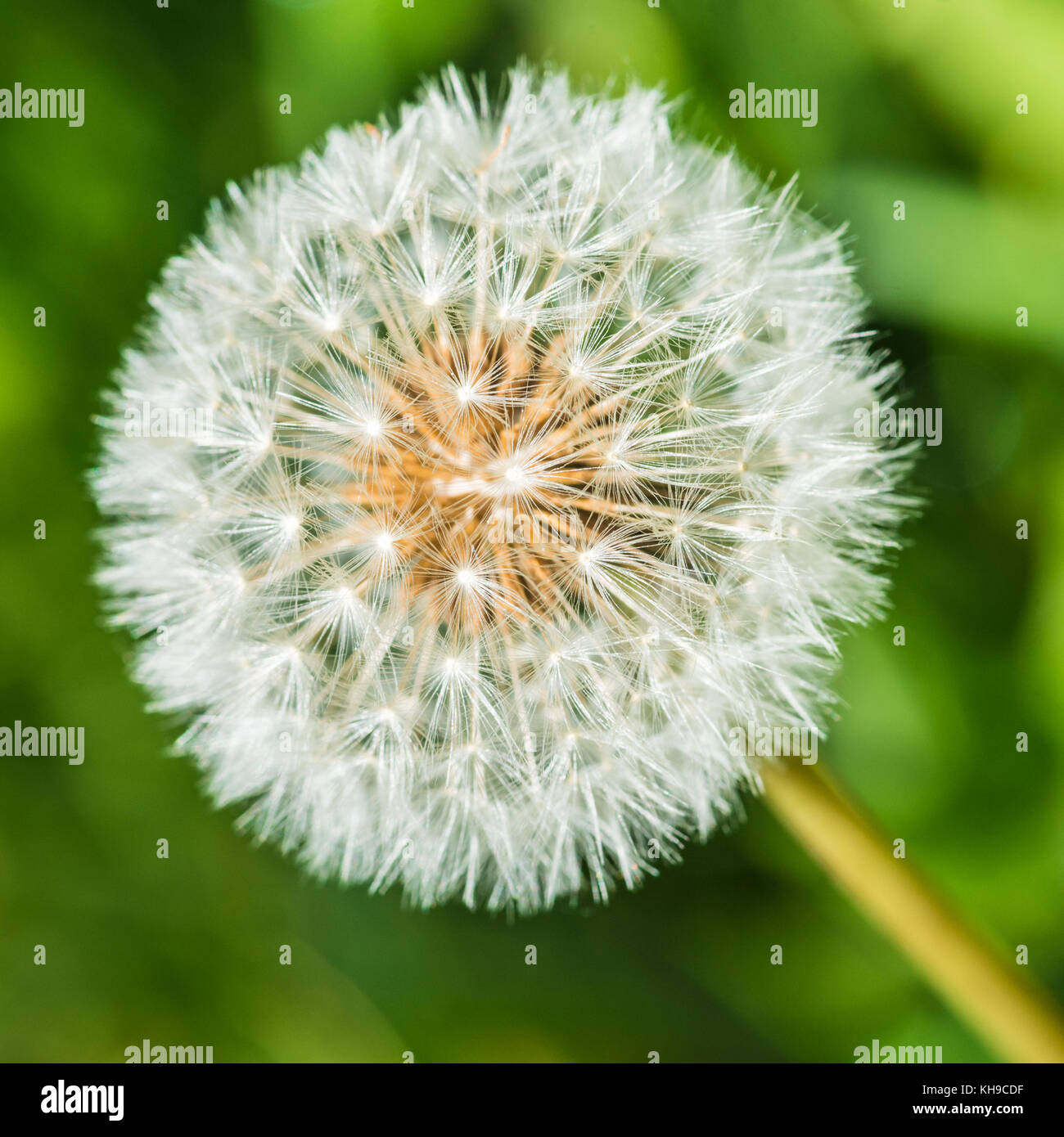 A macro shot of a dandelion clock Stock Photo - Alamy