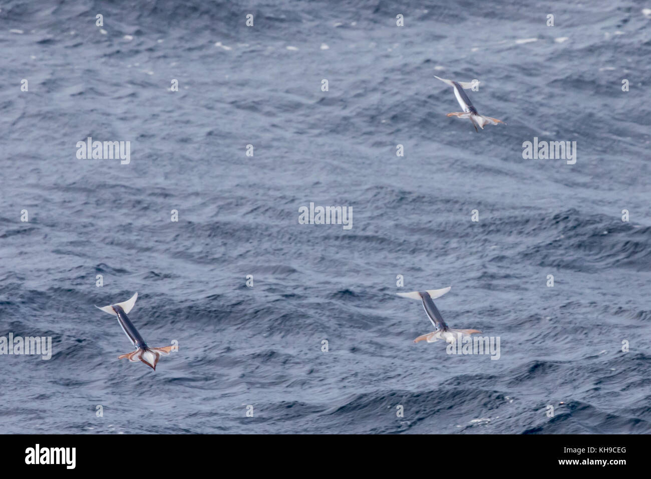 Little known flying squid take off from the water by jet propulsion to ...