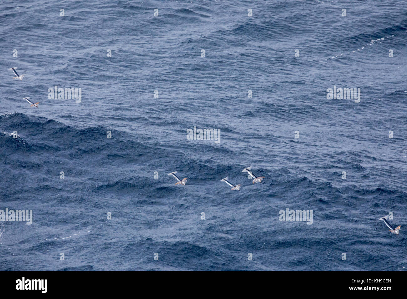 Little known flying squid take off from the water by jet propulsion to ...