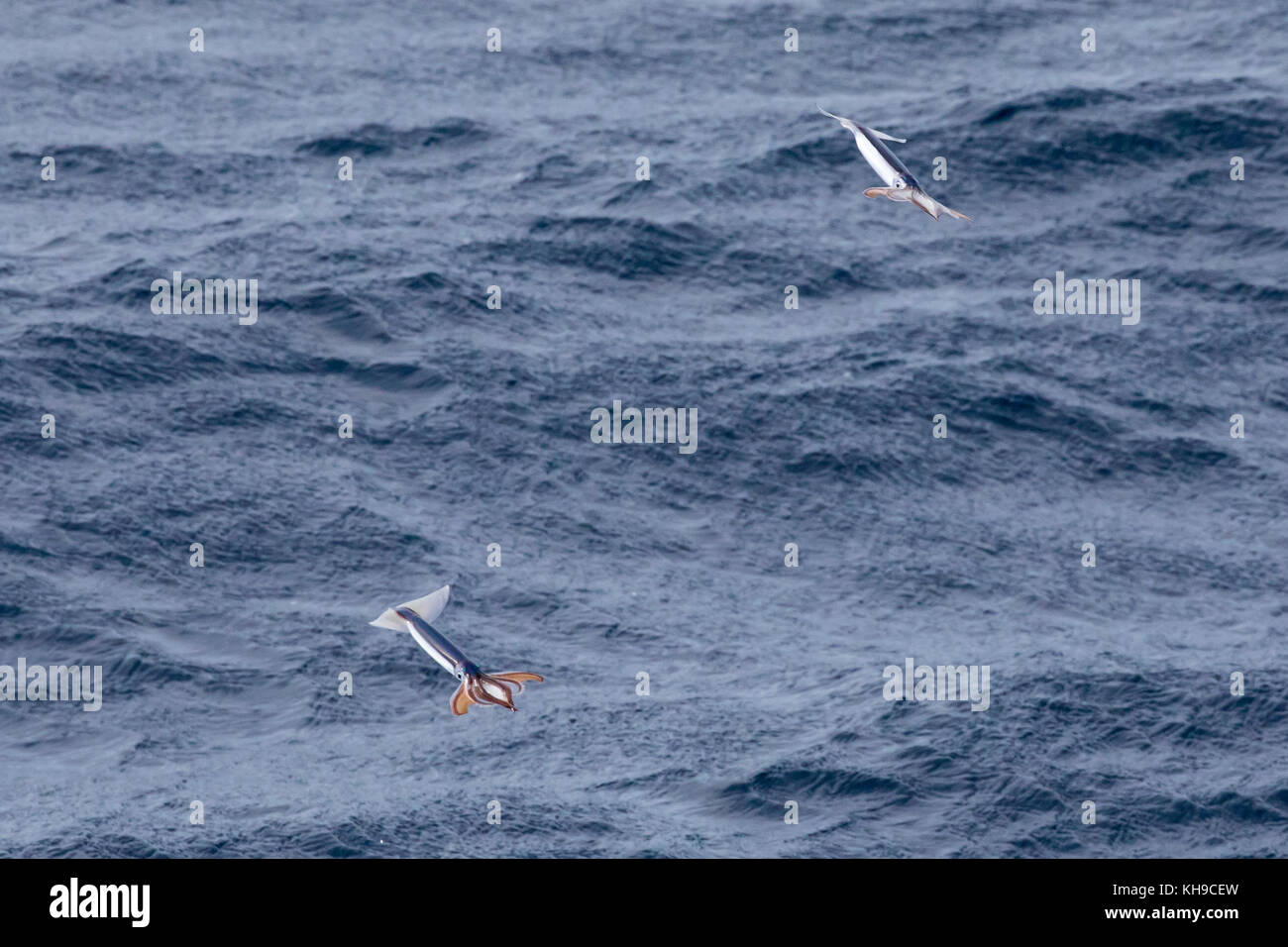 Little known flying squid take off from the water by jet propulsion to ...