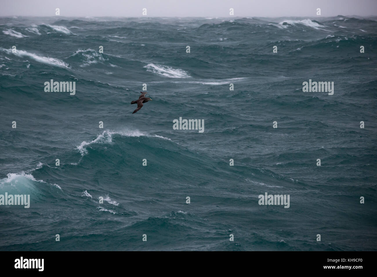 A giant petrel soars in the stormy southern ocean at the entrance to ...