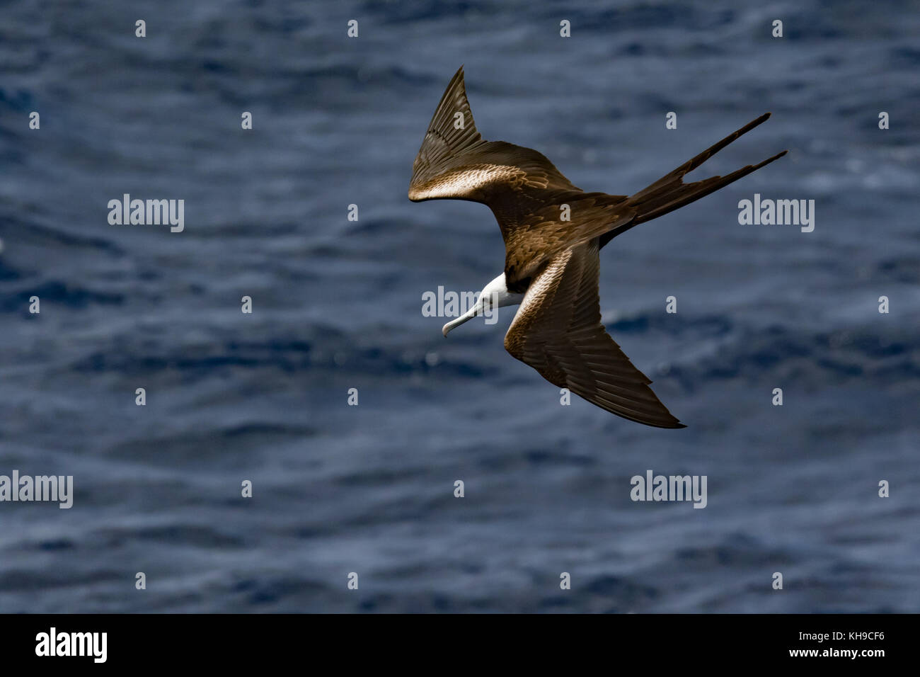 A juvenile Magnificent Frigatebird glides alongside the ship the ...