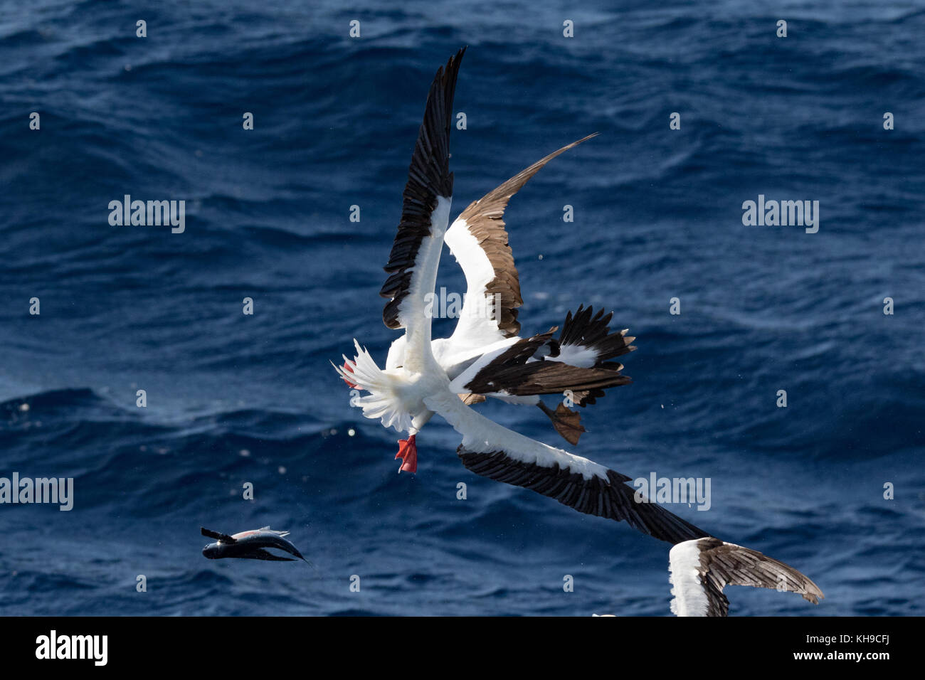 Ocean fish fight hi-res stock photography and images - Alamy