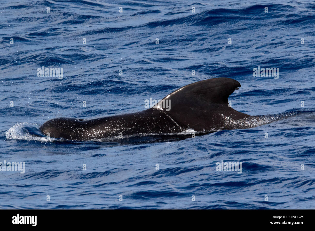 Short finned pilot whales hi-res stock photography and images - Alamy