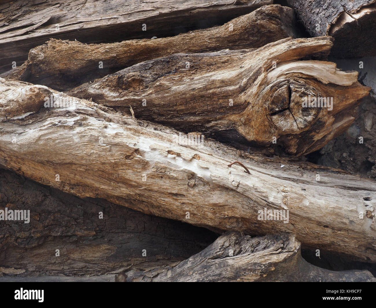 Firewood, felled logs of dry trees with snags of brown color lie, piled ...