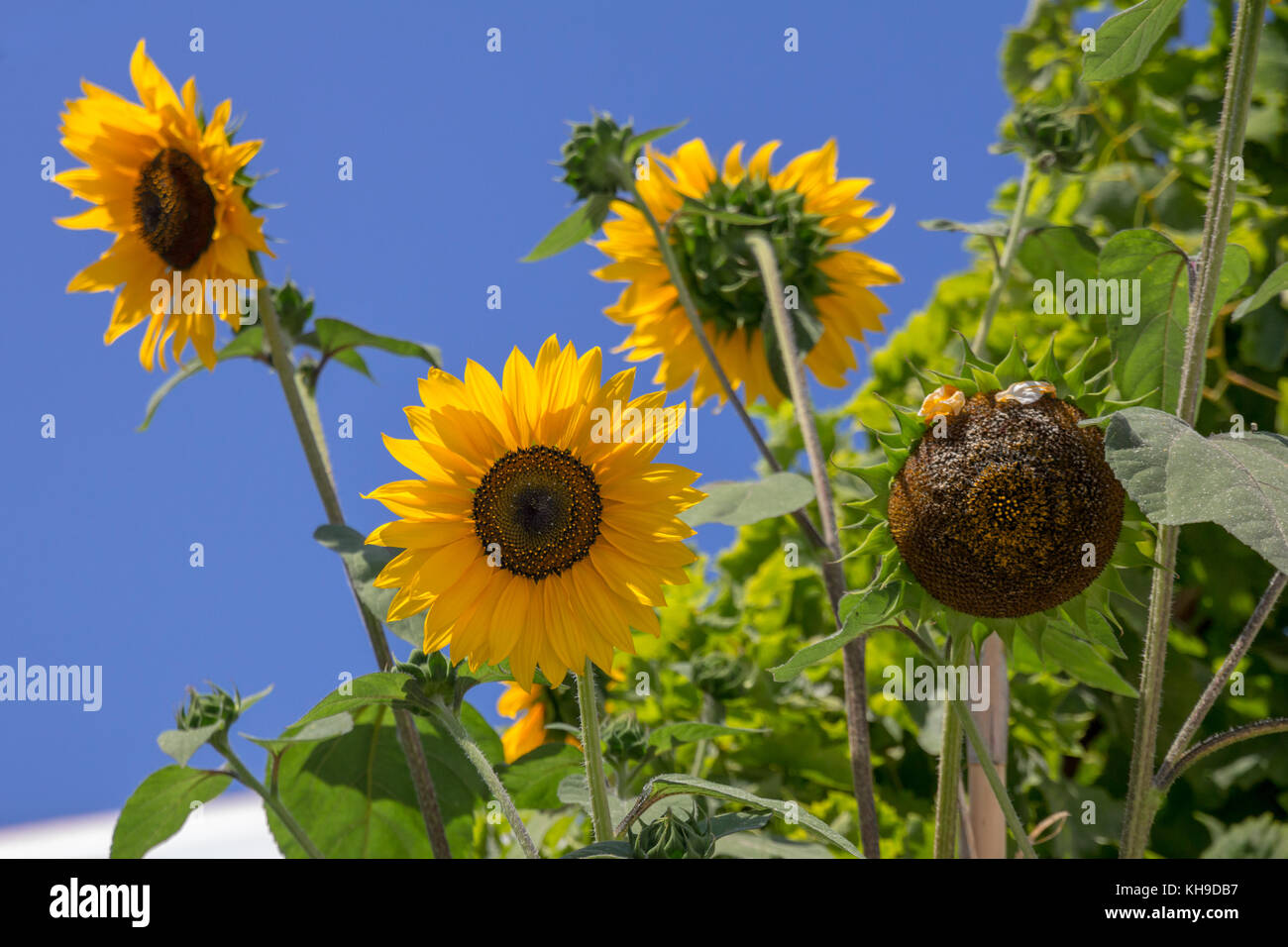 Three bright yellow sunflowers and an older sunflower that has lost its ...