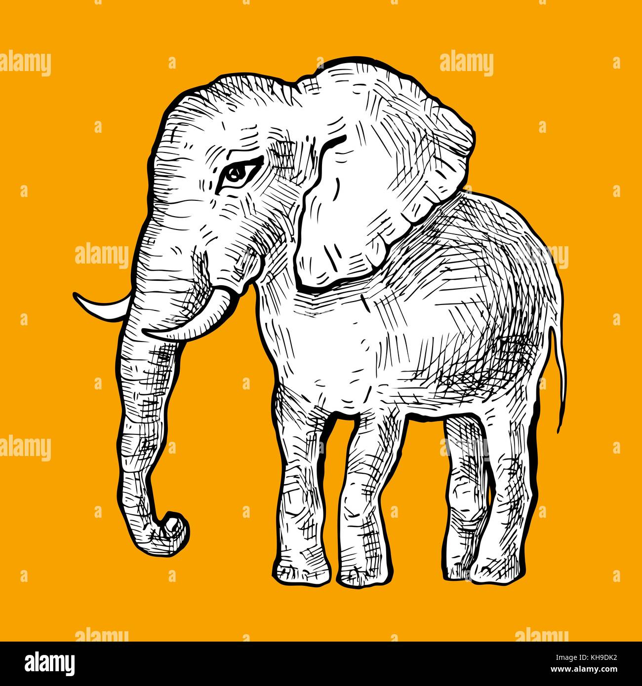Elephant. Vector illustration Stock Vector Image & Art - Alamy