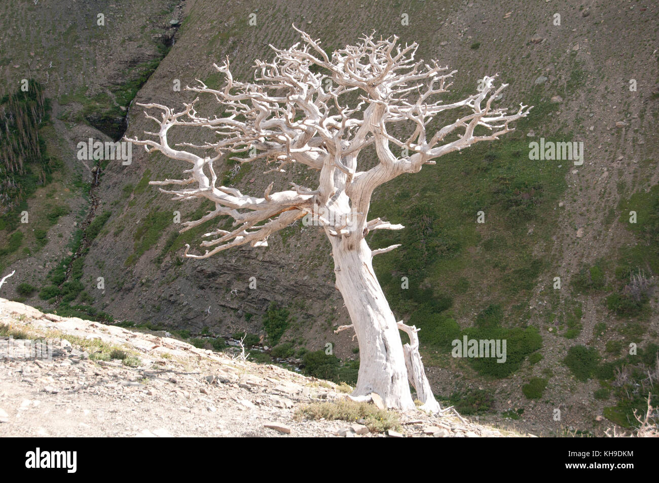Tree skeleton hi-res stock photography and images - Alamy