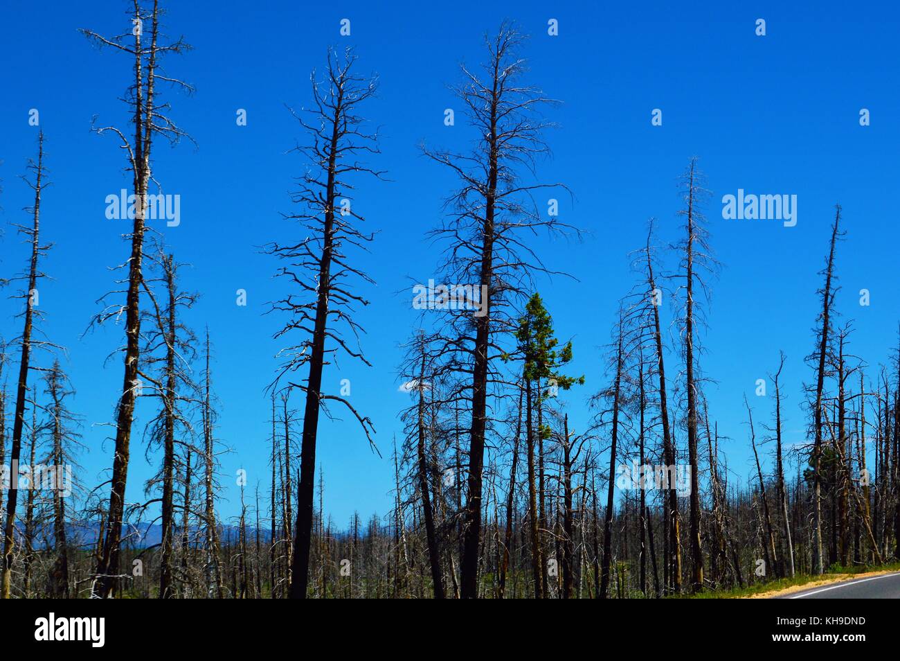 Burned trees hi-res stock photography and images - Alamy