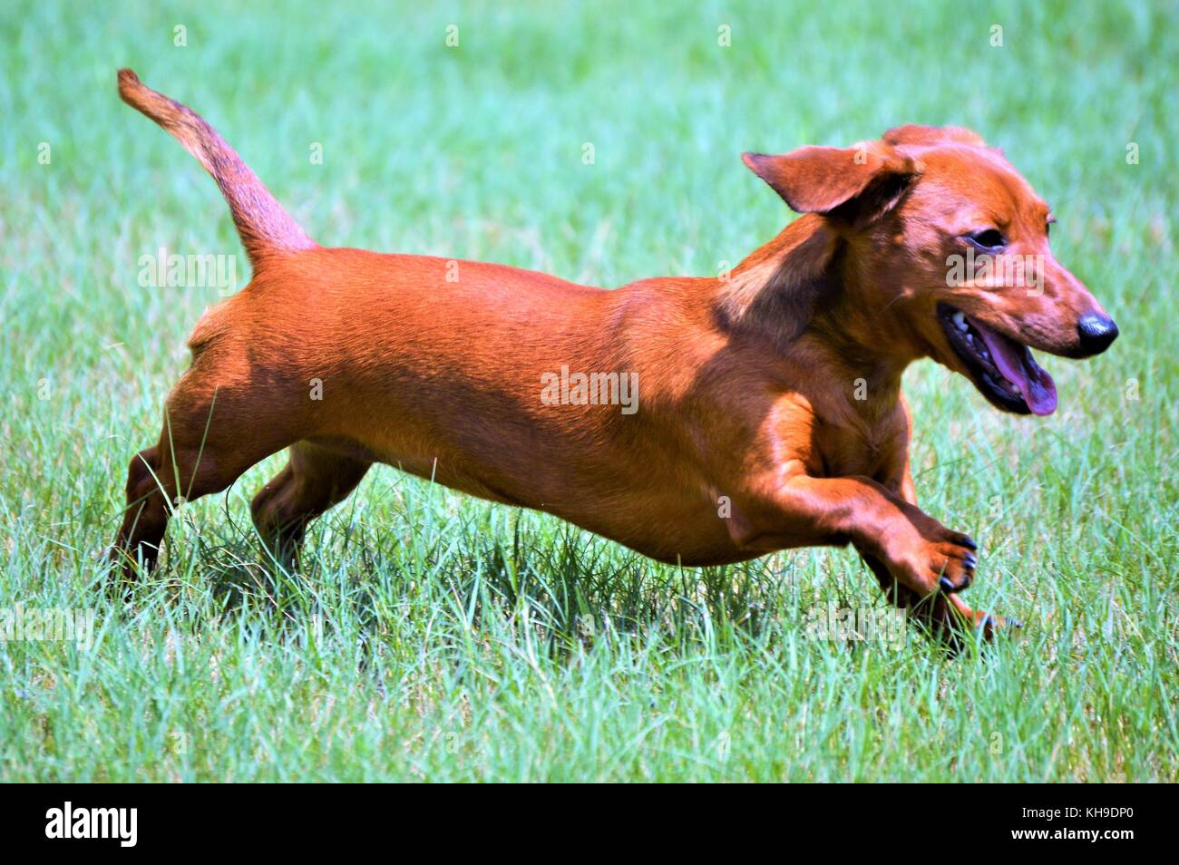 Dachshund Running Stock Photos & Dachshund Running Stock Images - Alamy