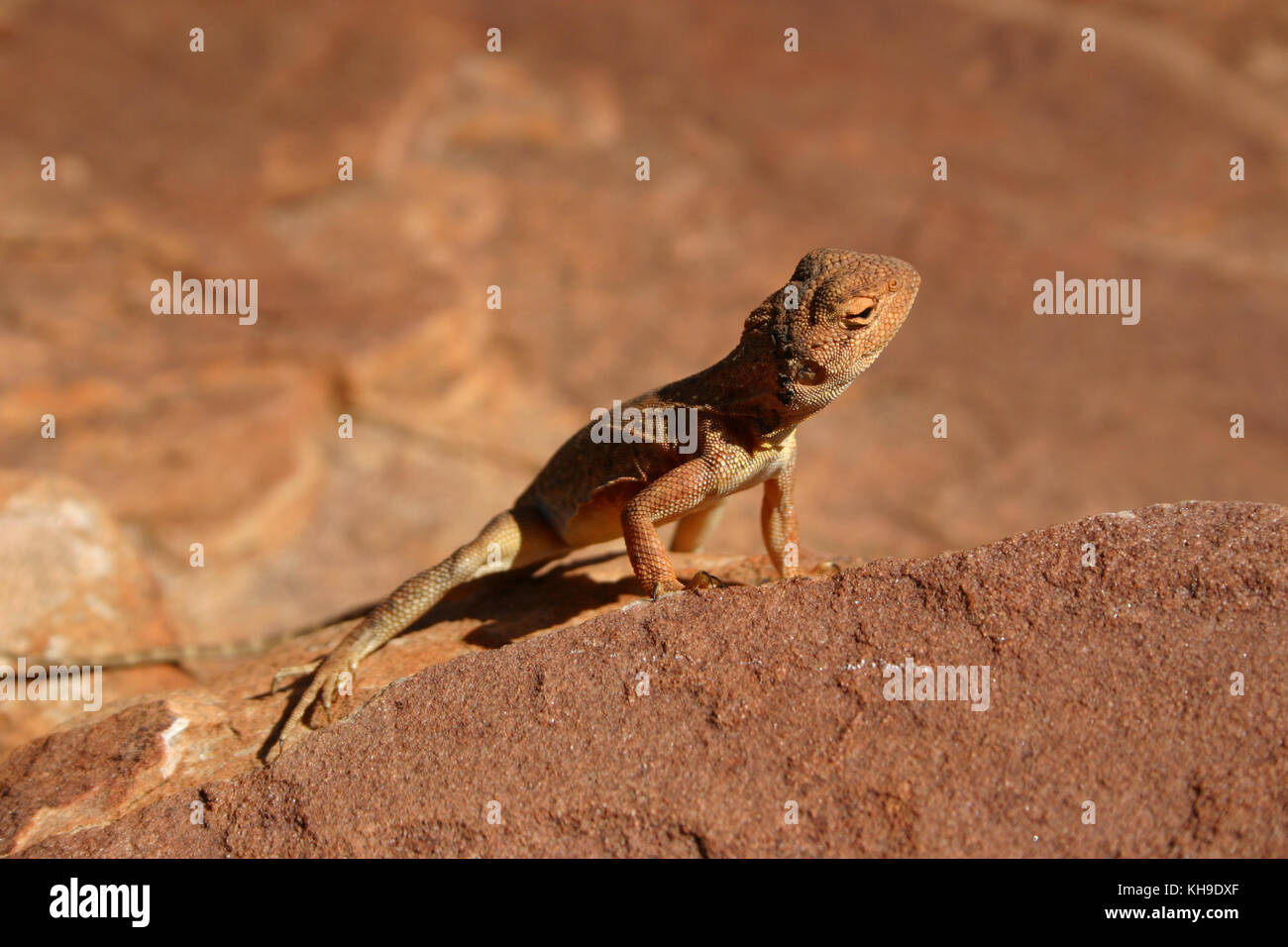 Australian rock geckos hi-res stock photography and images - Alamy