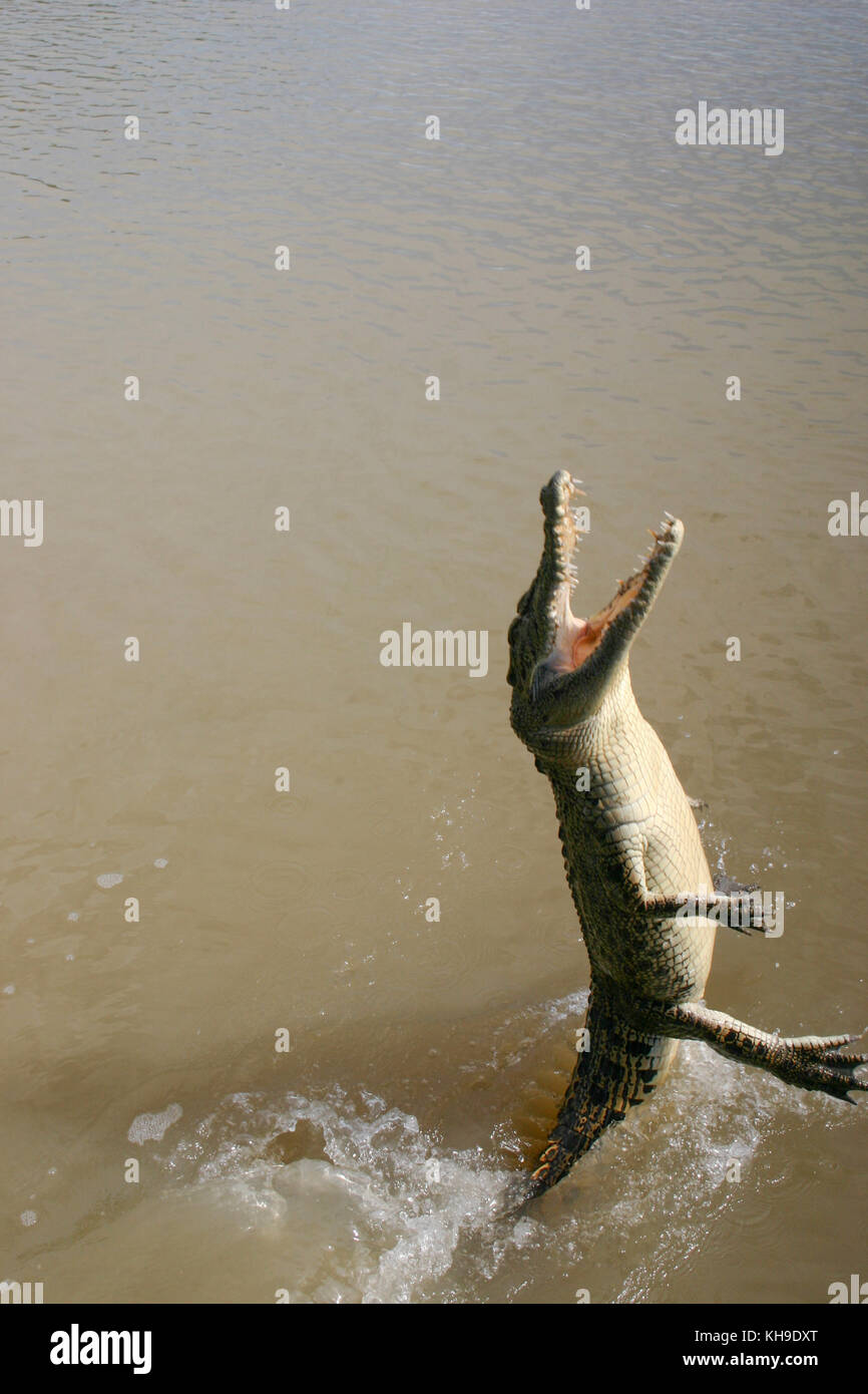 Jumping Crocodile, Darwin Stock Photo - Alamy