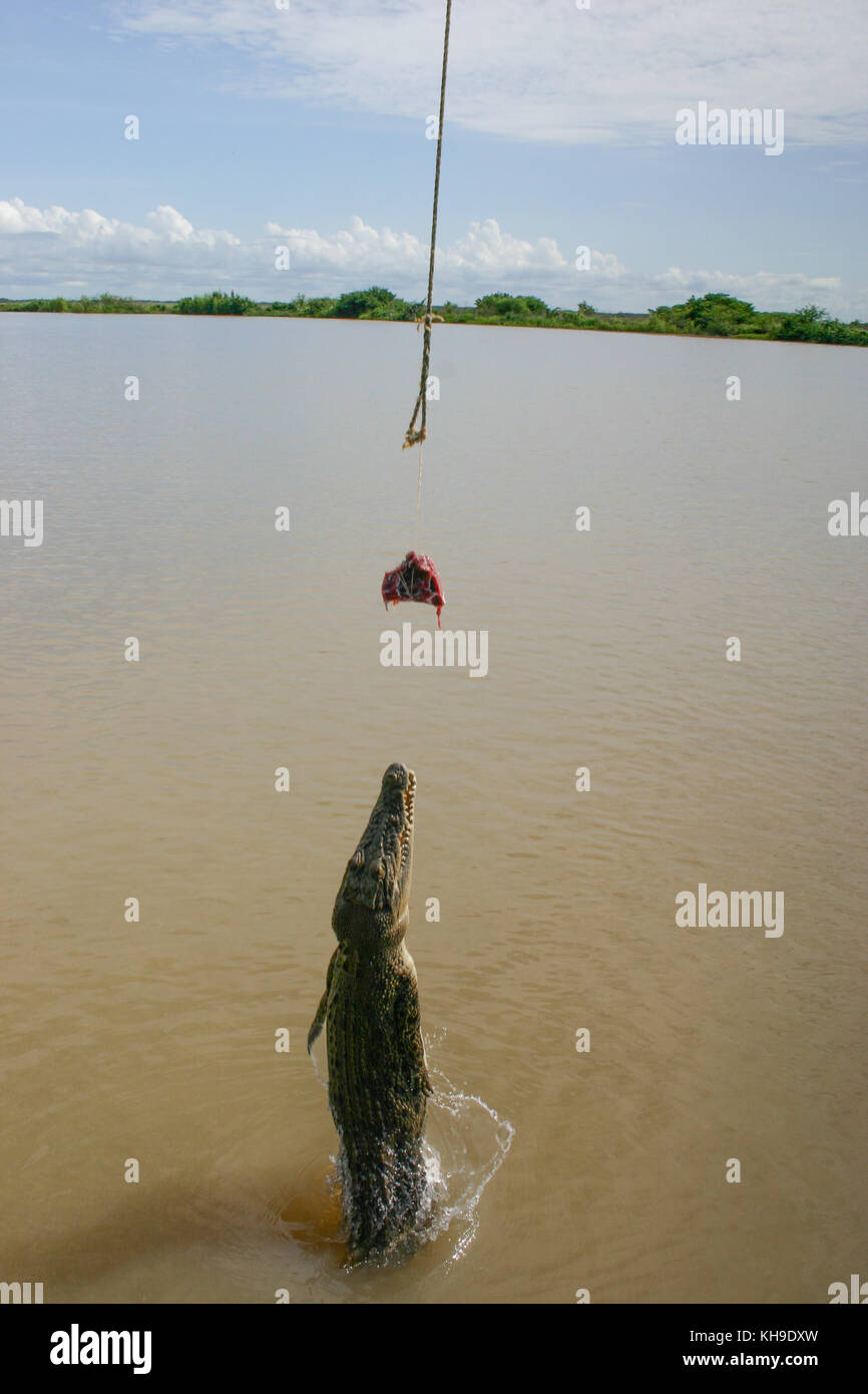 Jumping Crocodile, Darwin Stock Photo - Alamy