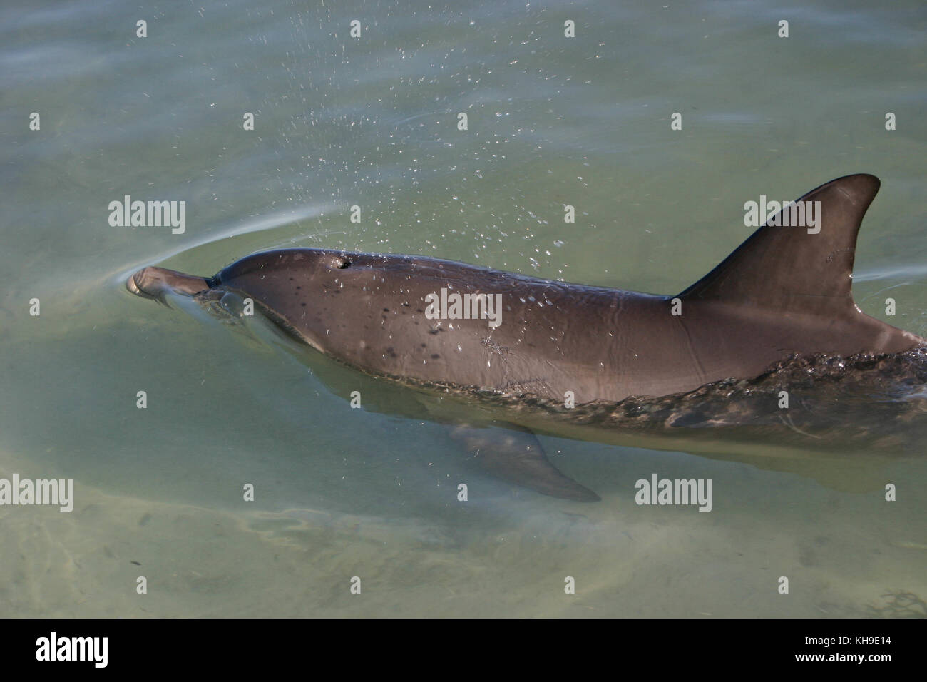 Monkey Mia Dolphins, West Australia Stock Photo - Alamy