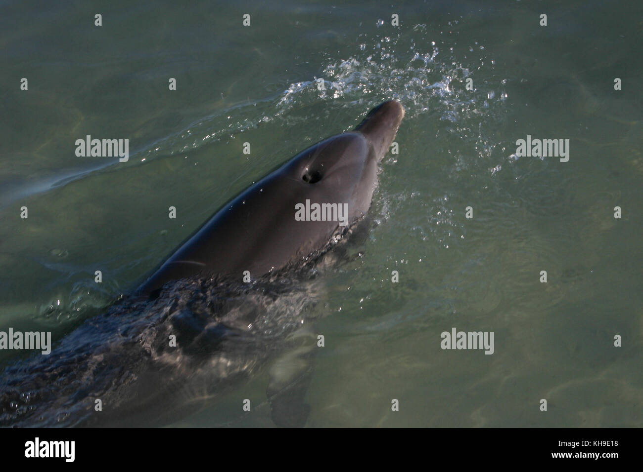 Monkey Mia Dolphins, West Australia Stock Photo - Alamy