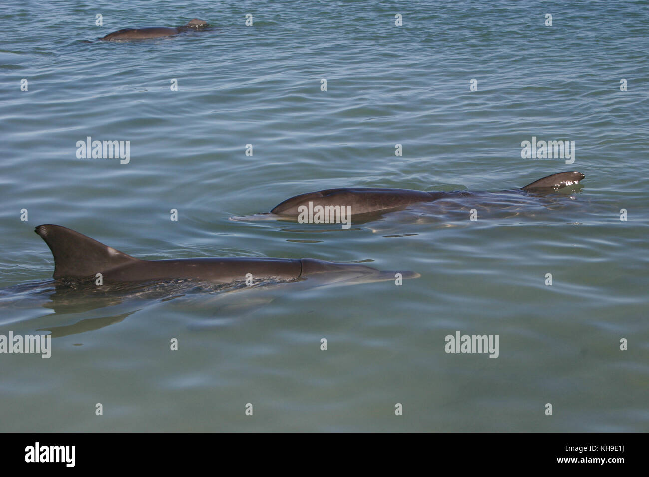 Monkey Mia Dolphins, West Australia Stock Photo - Alamy
