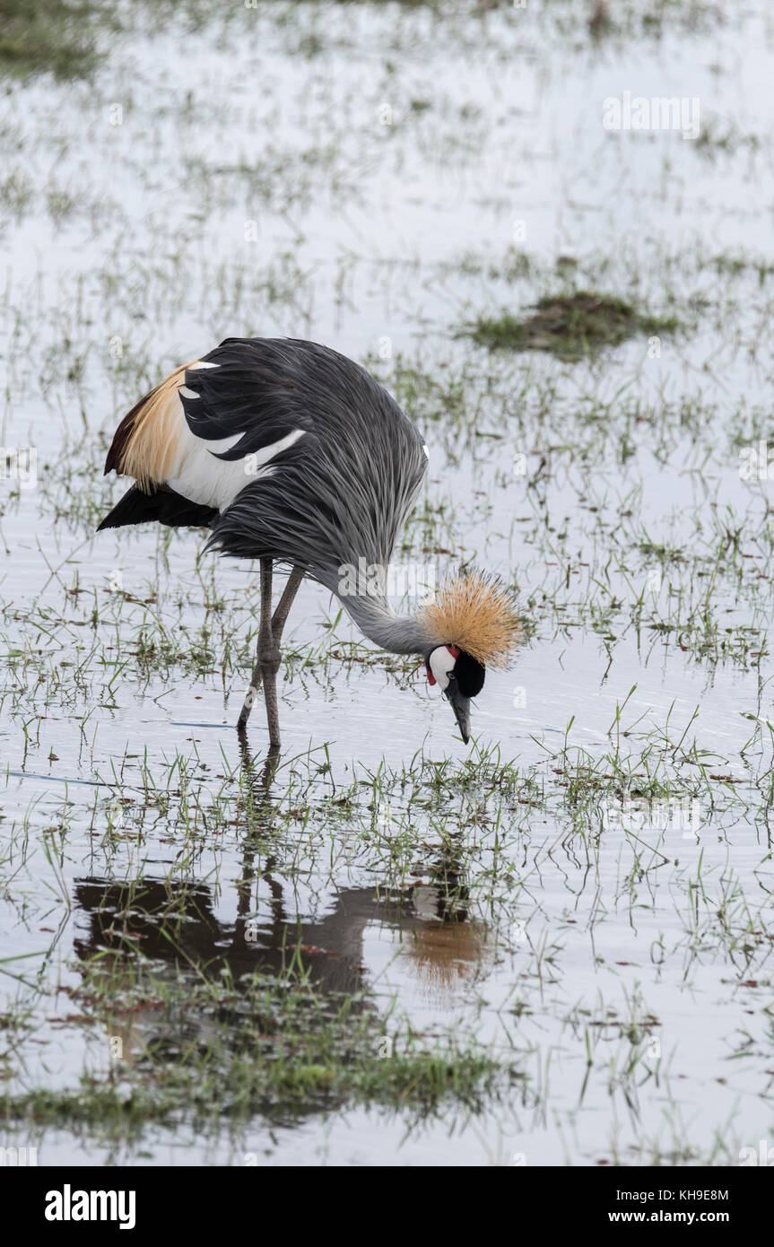 Grey crowned crane reflection hi-res stock photography and images - Alamy