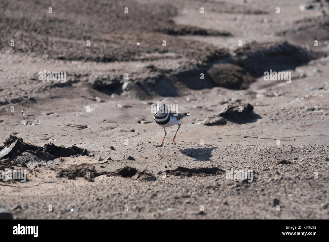 Three-banded Plover (Charadrius tricollaris) walking Stock Photo - Alamy