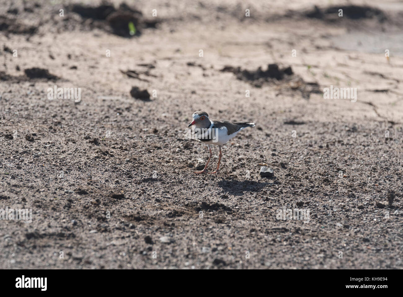 Three-banded Plover (Charadrius tricollaris) walking Stock Photo - Alamy