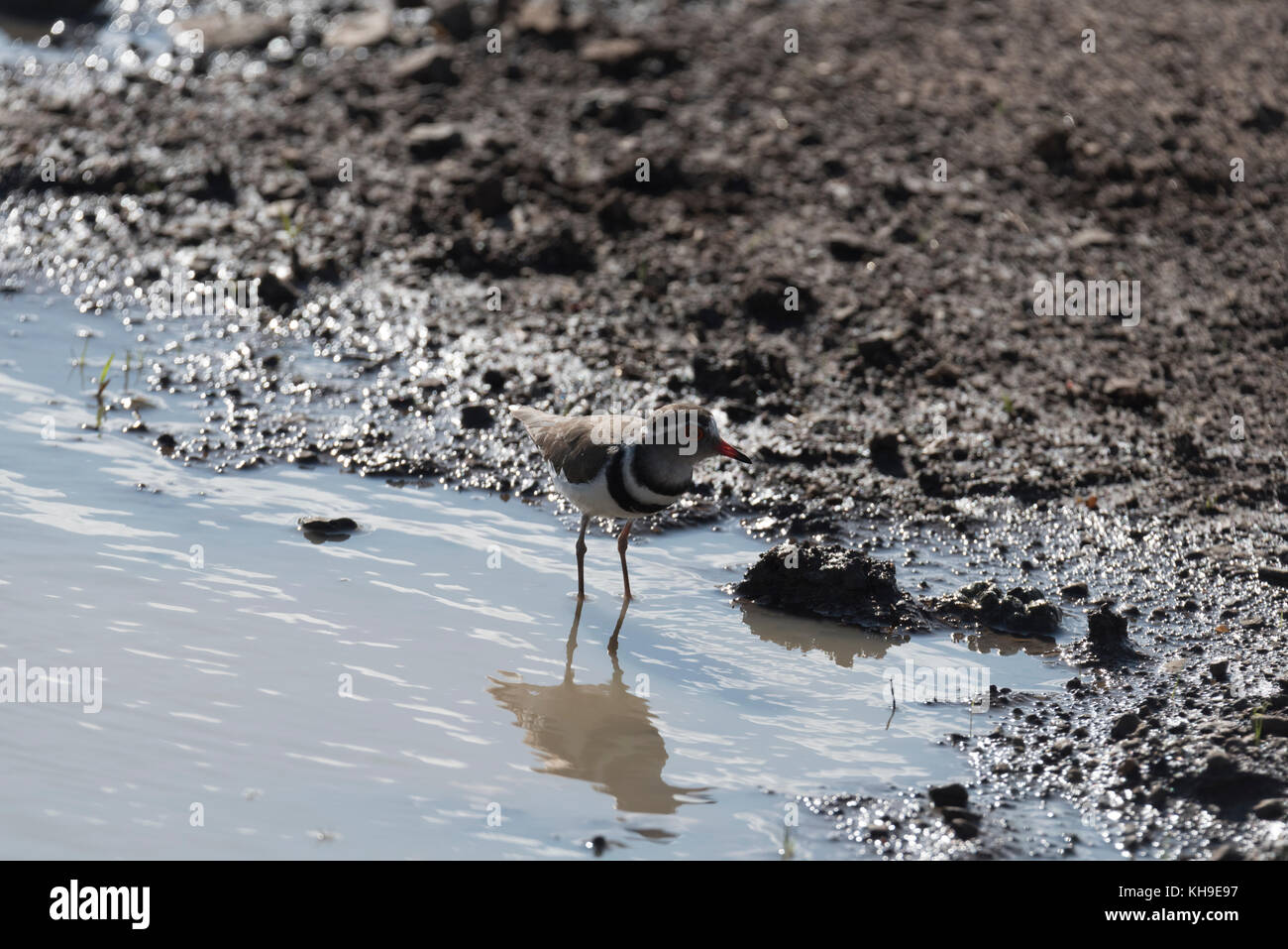 Three-banded Plover (Charadrius tricollaris Stock Photo - Alamy