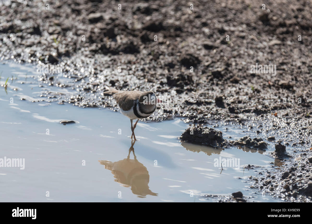 Three-banded Plover (Charadrius tricollaris Stock Photo - Alamy