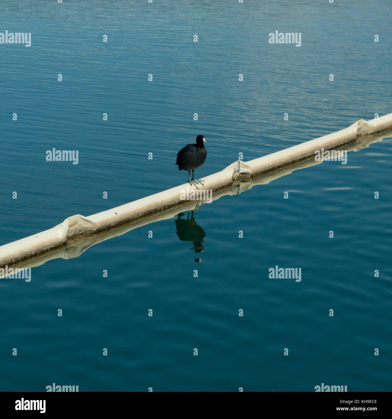 Bird on pipe Stock Photo - Alamy