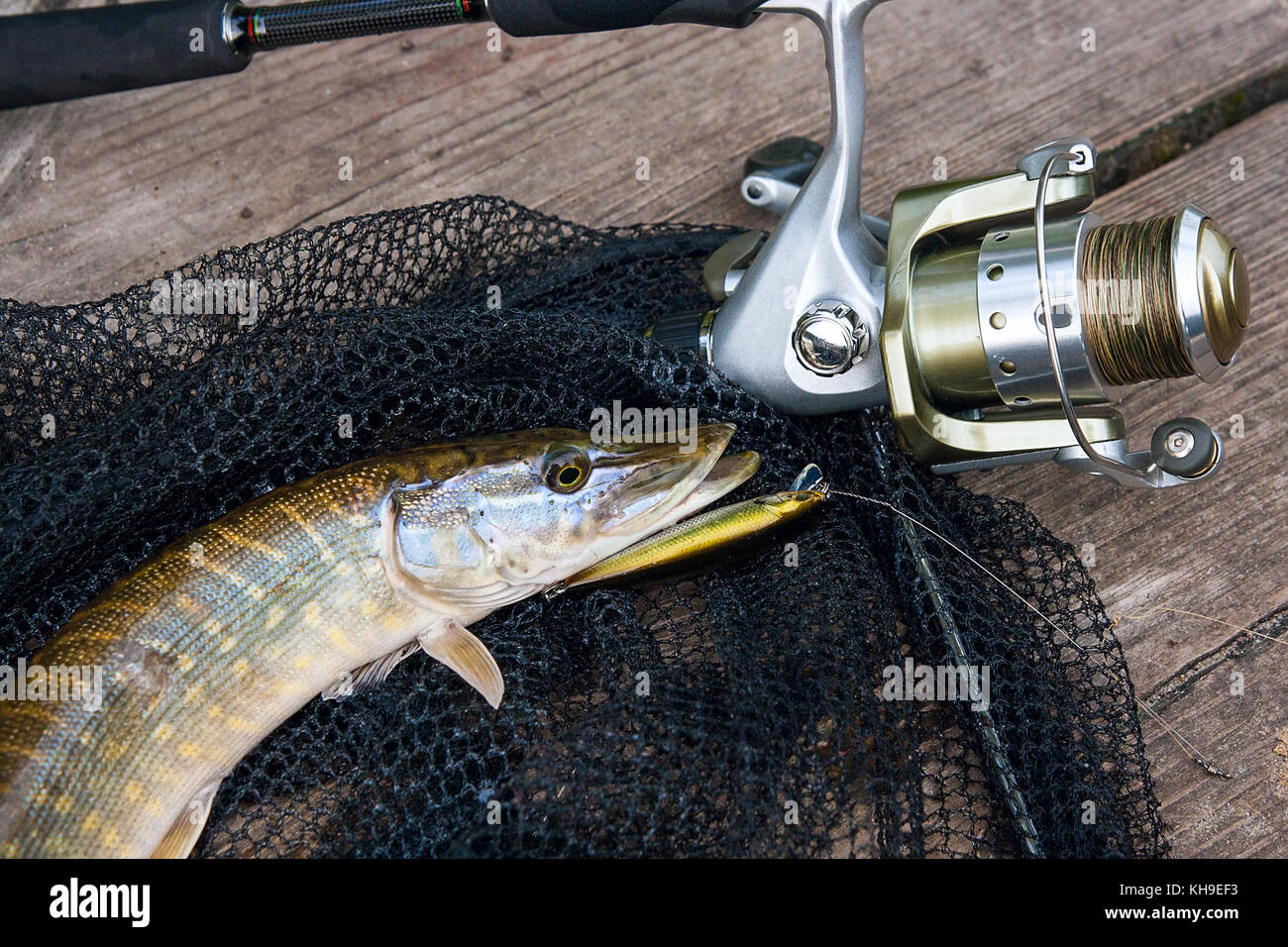 Freshwater Northern pike fish know as Esox Lucius and fishing rod with ...